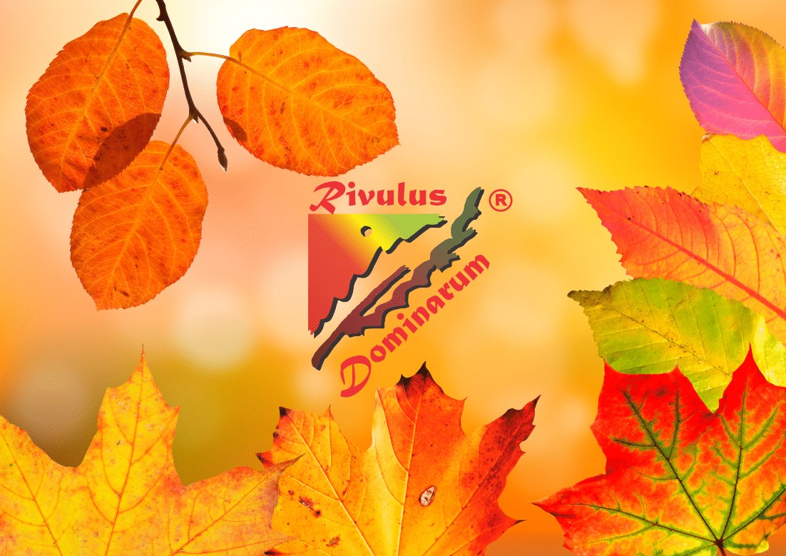 CCIMM | Camera de Comert si Industrie Maramures